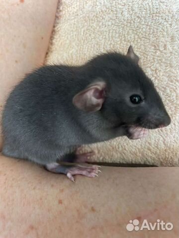 Декоративная крыса дамбо