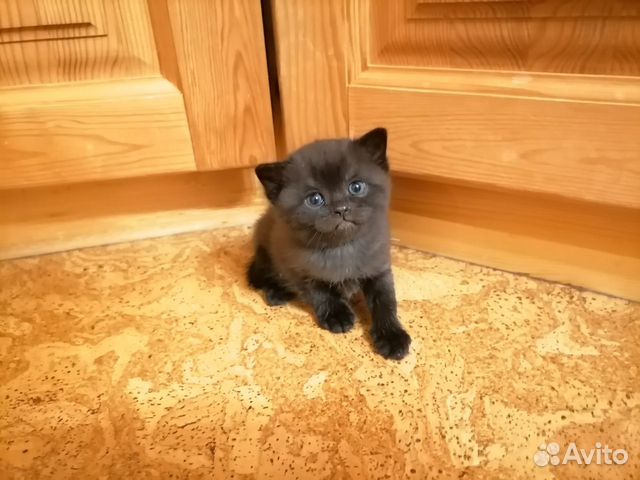 Шотландский котенок, девочка