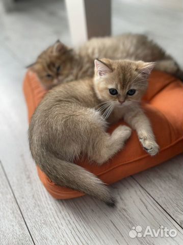 Шотландские котята