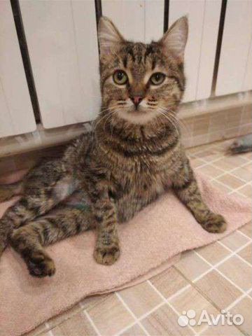 Андрей. Кот вырванный из лап смерти