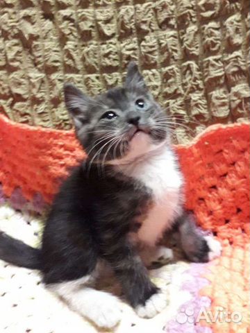 Котенок. Кошечка, 1,5 месяца. В добрые руки