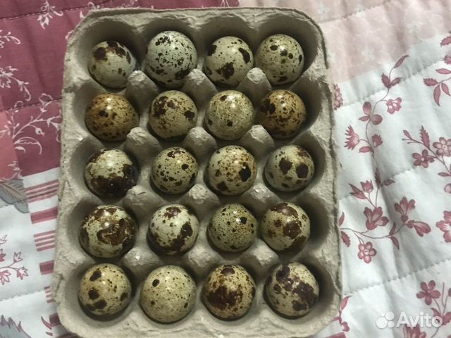 Яйца перепелиные