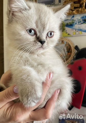 Экзотический котенок