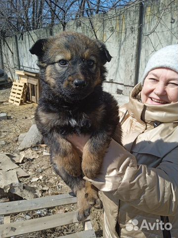 Щенок девочка 1 месяц с операцией