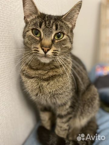 Кошка красавица и умница