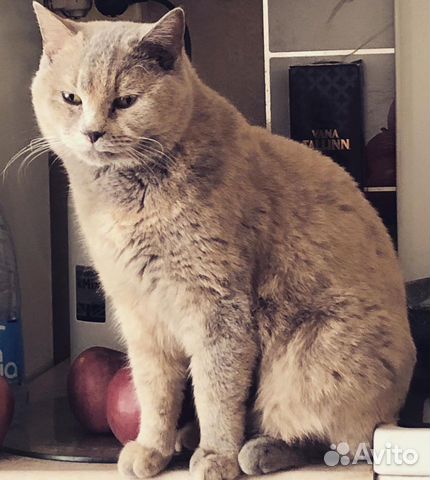 Британка Люси ищет дом