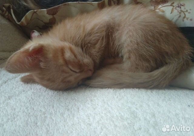 Солнечный котёнок в дар