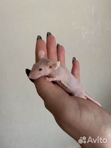 Мышь сфинкс