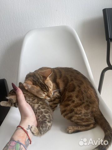 Бенгальские котята