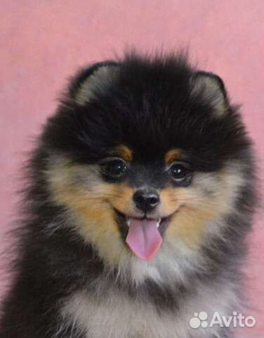 Мишутка шпиц-померанский-мальчик