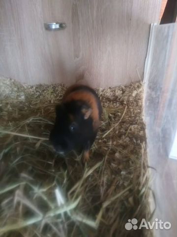 Морская свинка девочка в ответственные руки