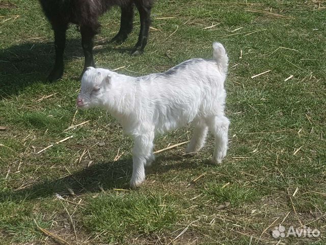 Два козлика продаются