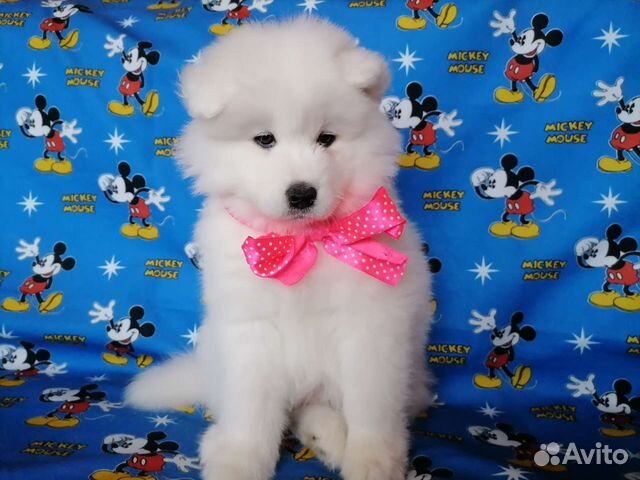 Щенки самоеда