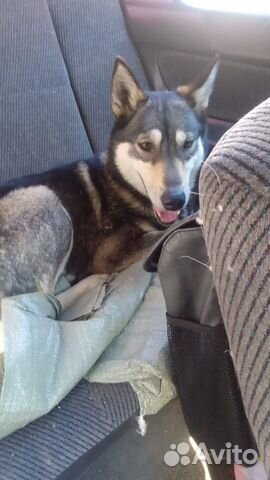 Найдена лайка с клеймом