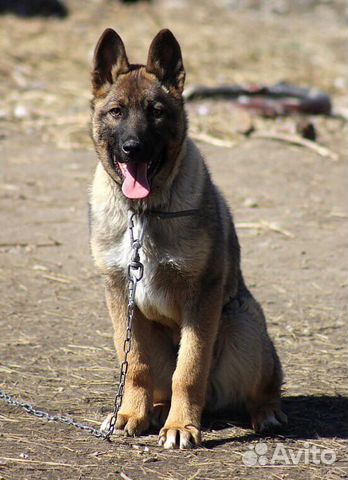 Щенок Джой ищет хозяина. Отдадим в хорошие руки