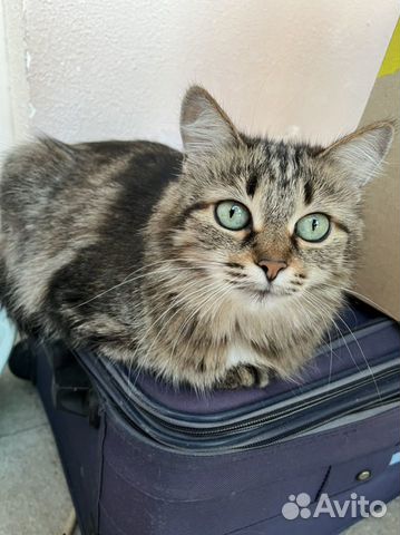 Отдам кошку Матрёшку