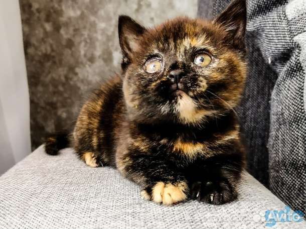 Котенок породы скоттиш-страйт