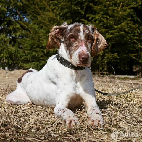 Молодой пёс Джек в самые добрые руки