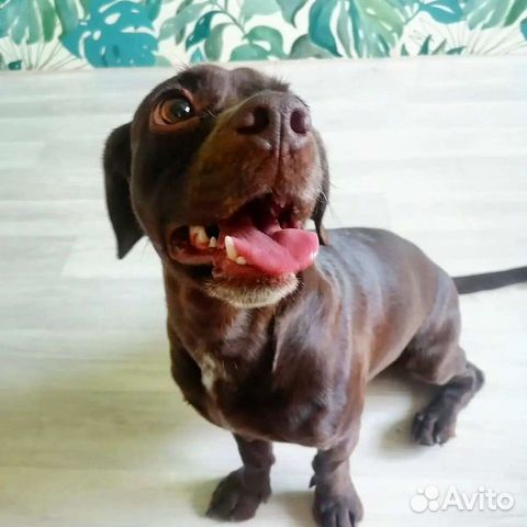 Маленькая собака в добрые руки