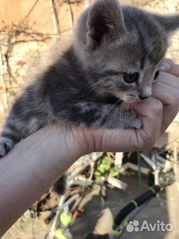 Котенок от британки