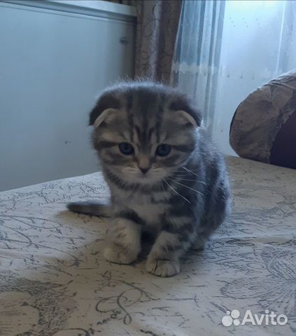 Котёнок, шотландская вислоухая