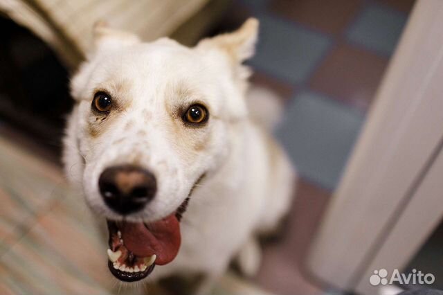 Собака в добрые руки