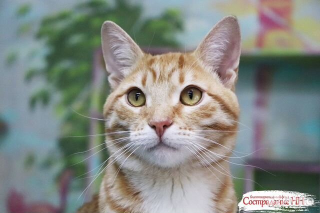 Котик ищет семью