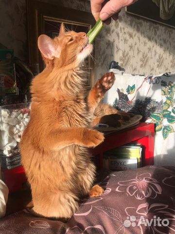 Сомалийские котята
