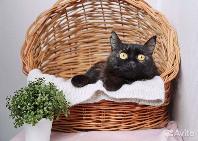 Нежная кошечка с идеальным характером