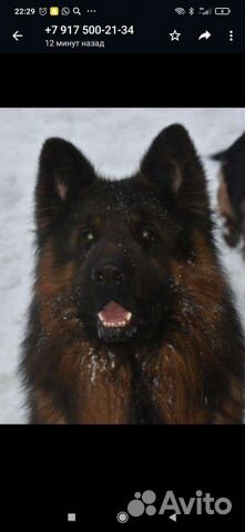 Щенки немецкой овчарки длинношерстной