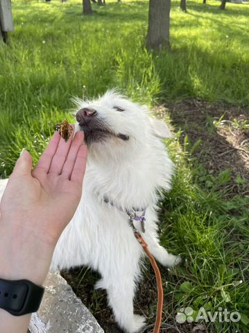 Собака в дар