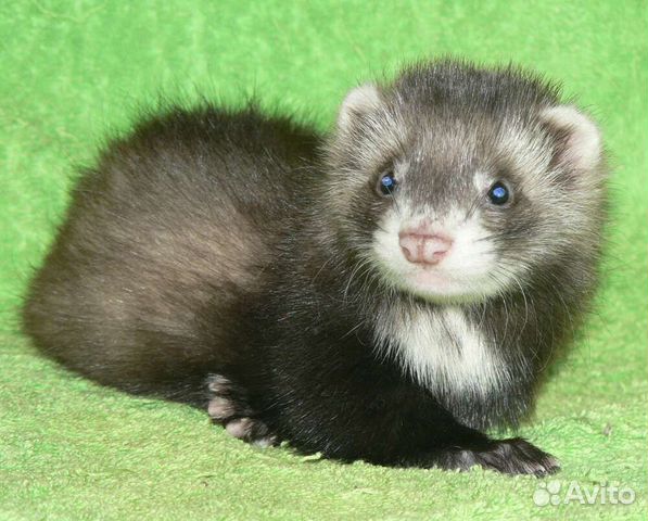 Хорьки домашние
