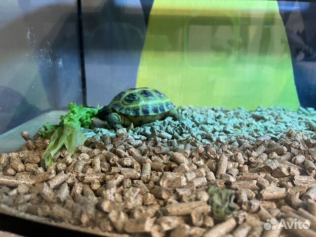 Черепаха сухопутная маленькая