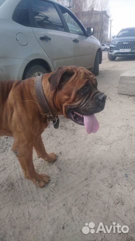 Нашли собаку