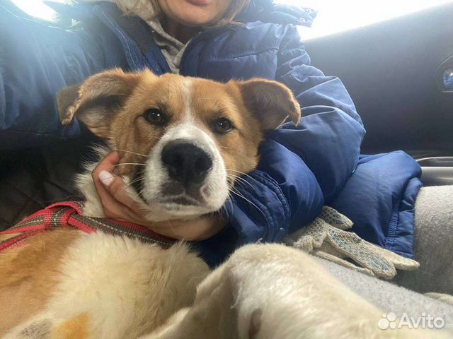 Веснушке требуется домашний уход