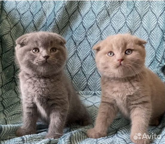 Шотландские вислоухие котята породистые