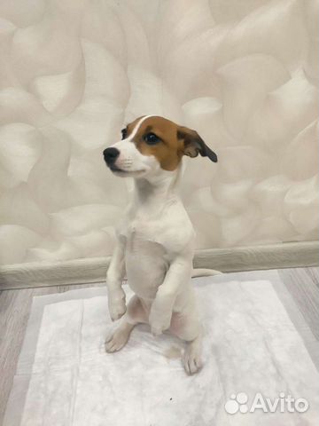 Джек Рассел терьер