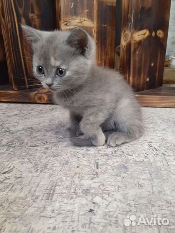 Британская