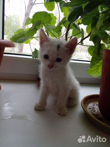 Прекрасный белый котенок