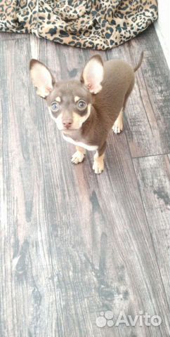 Мини той-терьер щенки продажа