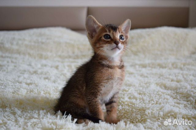 Эксклюзивные котята