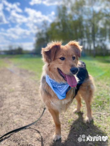 Собака в добрые руки