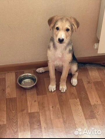 Собаки щенки