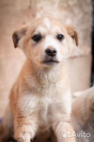 Щенок красавчик мальчик 3,5 месяца бесплатно