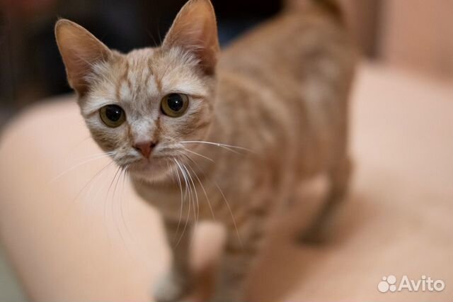Кошка рыжуля в дар