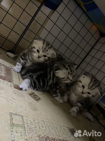 Комочки счастья