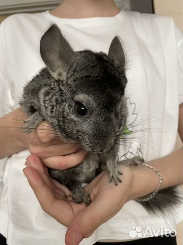 Шиншилла девочка