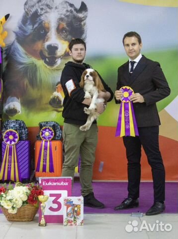 Для продолжения рода предлагается кобель