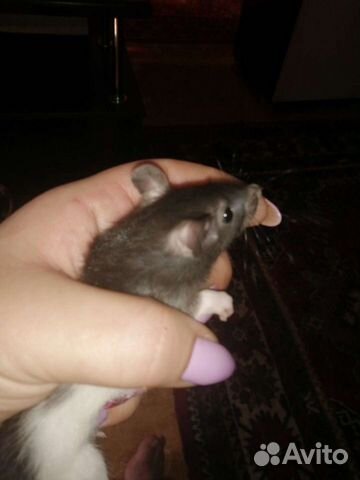 Крысята бесплатно