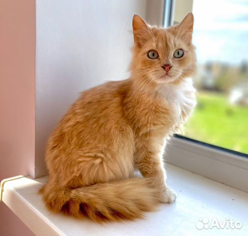 Котенок Петька ищет семью